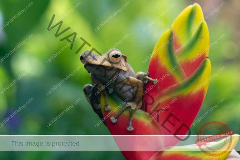 Most Common Animals in Puerto Rico