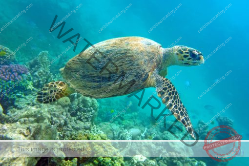 Sea Turtles Puerto Rico and the Caribbean | Caribbean Trading