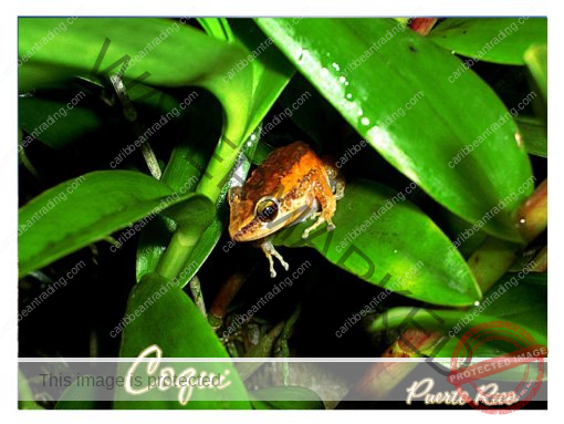 Coquis: A Puerto Rican Cultural Icon | Puerto Rico Travel News